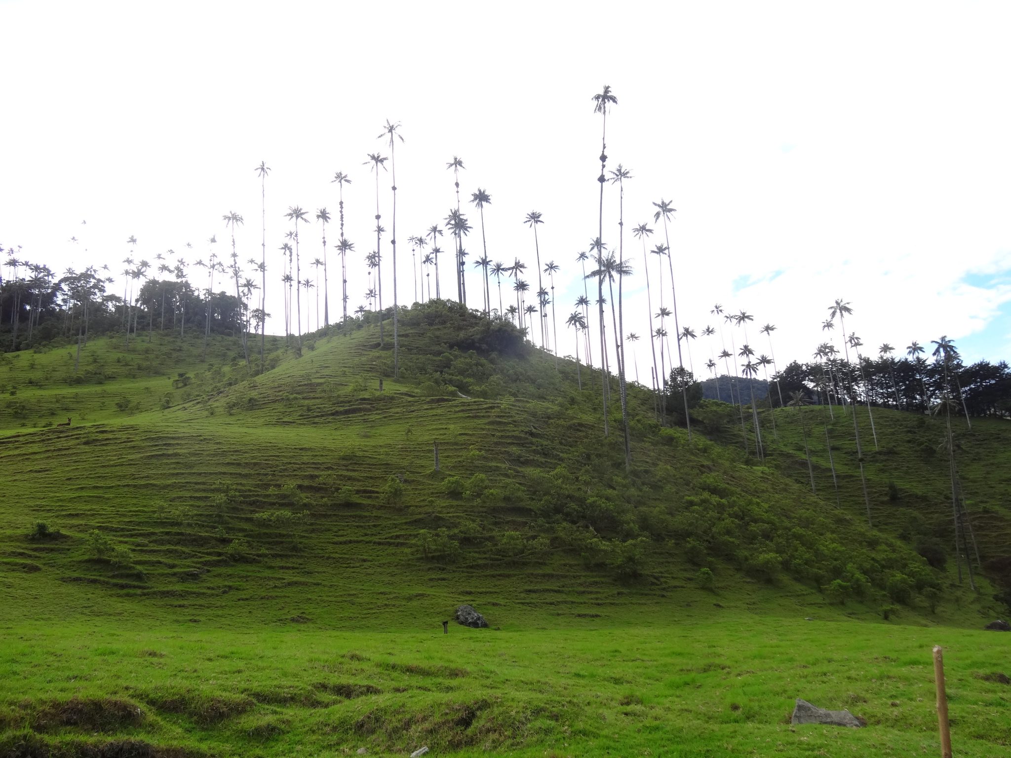 Salento valle de cocora Cocora valley trucha hiking